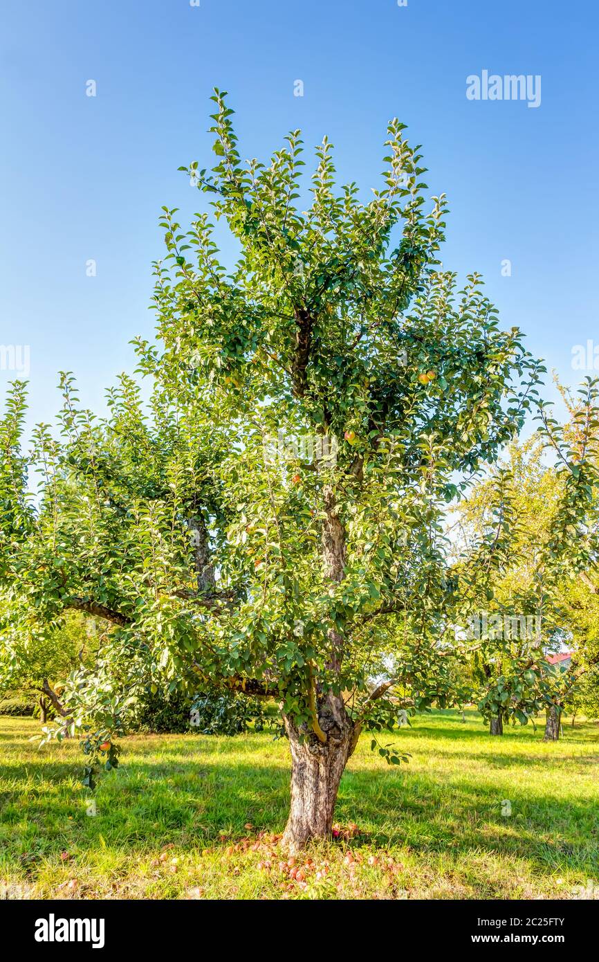 Apple trees on a orchard landscape Stock Photo - Alamy