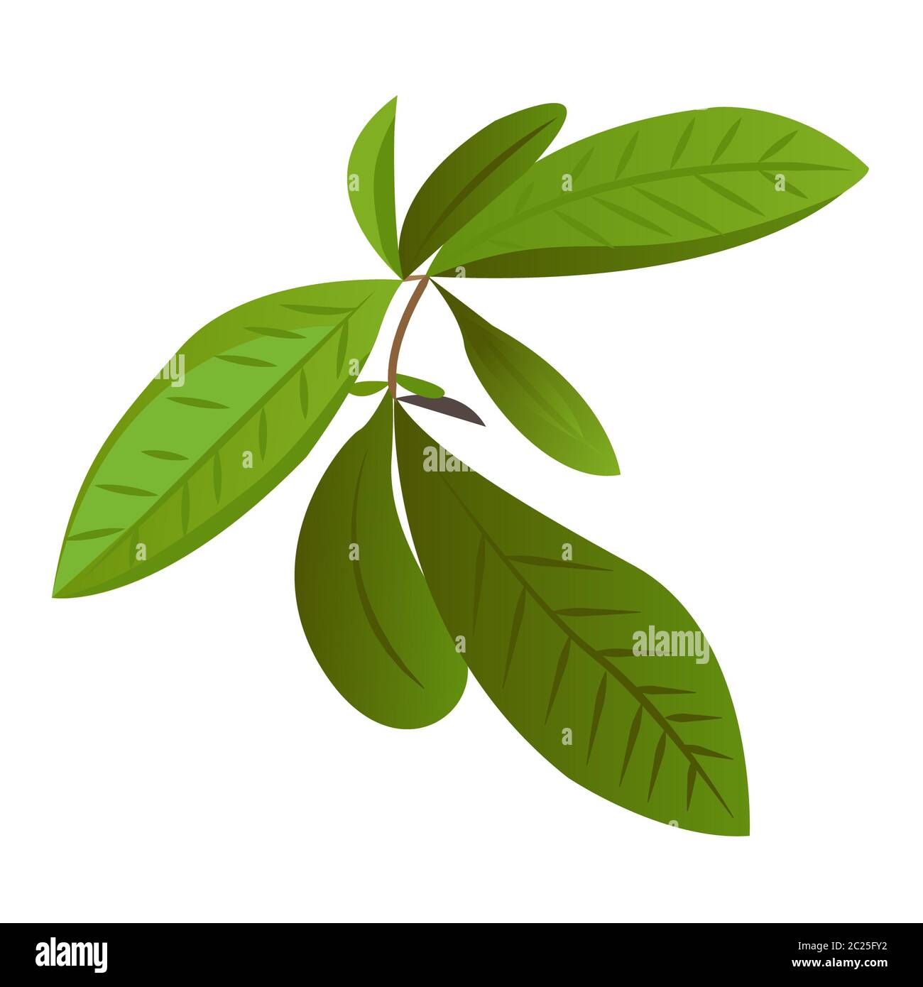 Tea leaves vector hi-res stock photography and images - Alamy