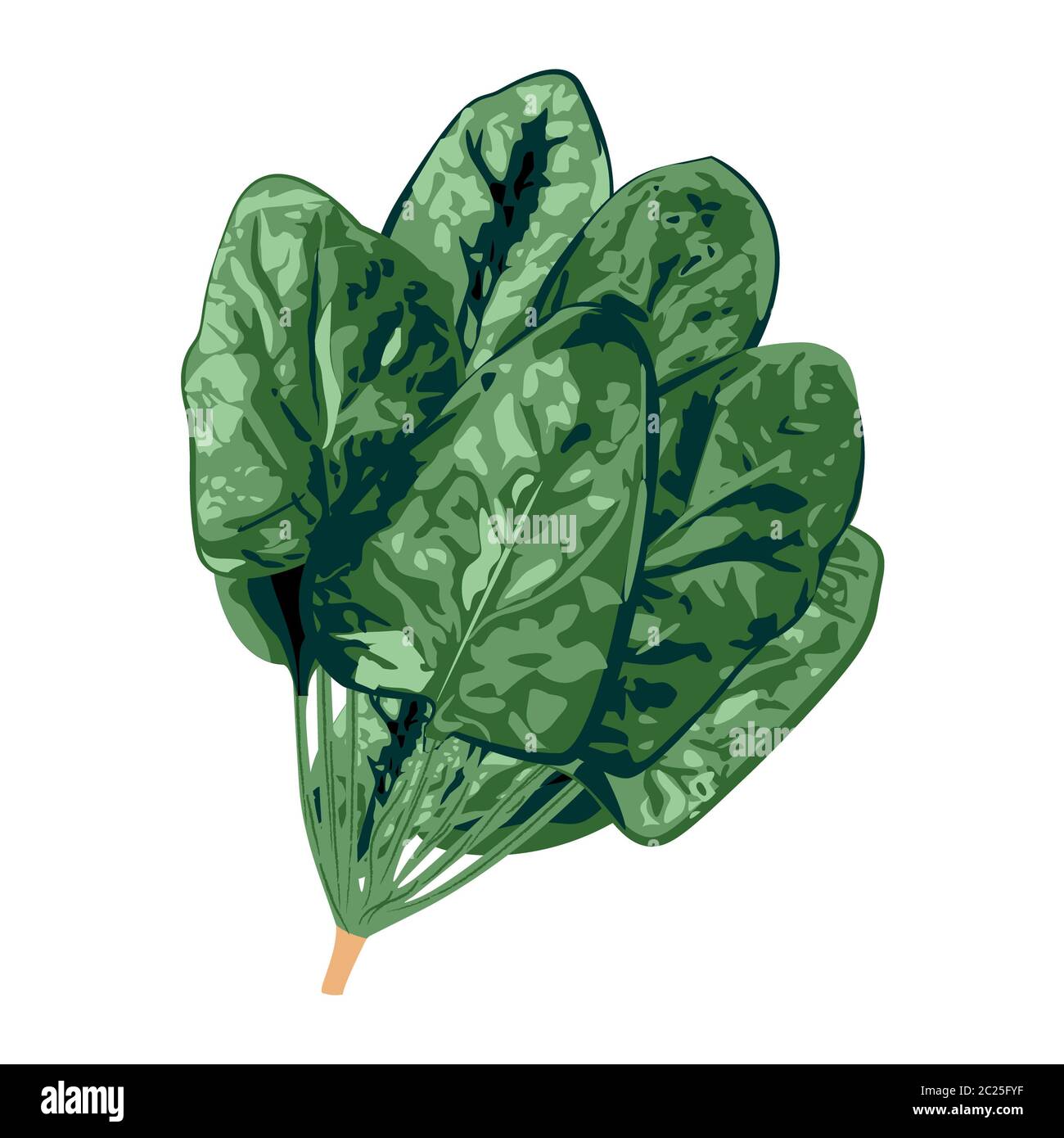 Bunch of spinach vector isolated on a white background Stock Photo - Alamy