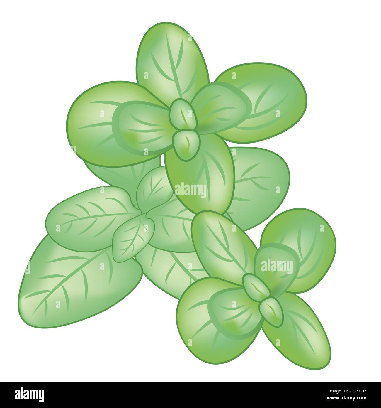 Leaves vector Cut Out Stock Images & Pictures - Alamy