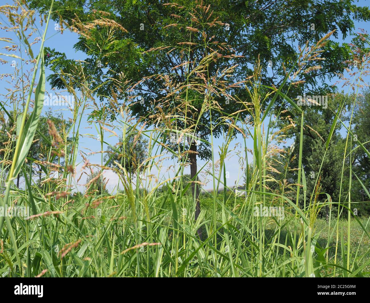 natural background with grass and trees over blue sky Stock Photo - Alamy