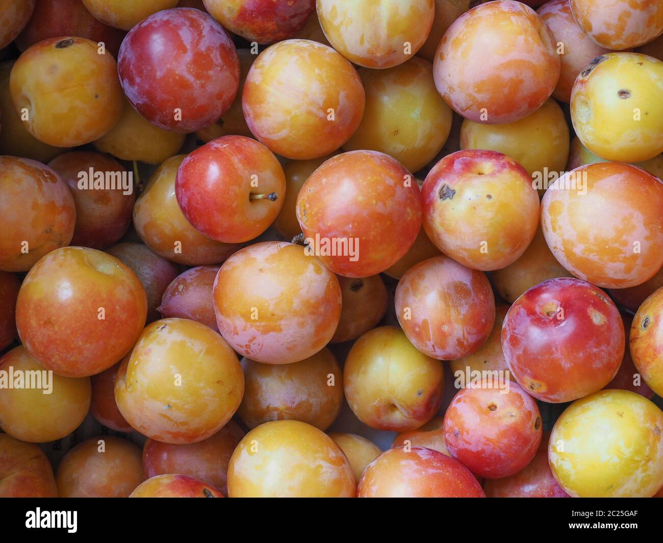 European plum prunus domestica hi-res stock photography and images - Alamy