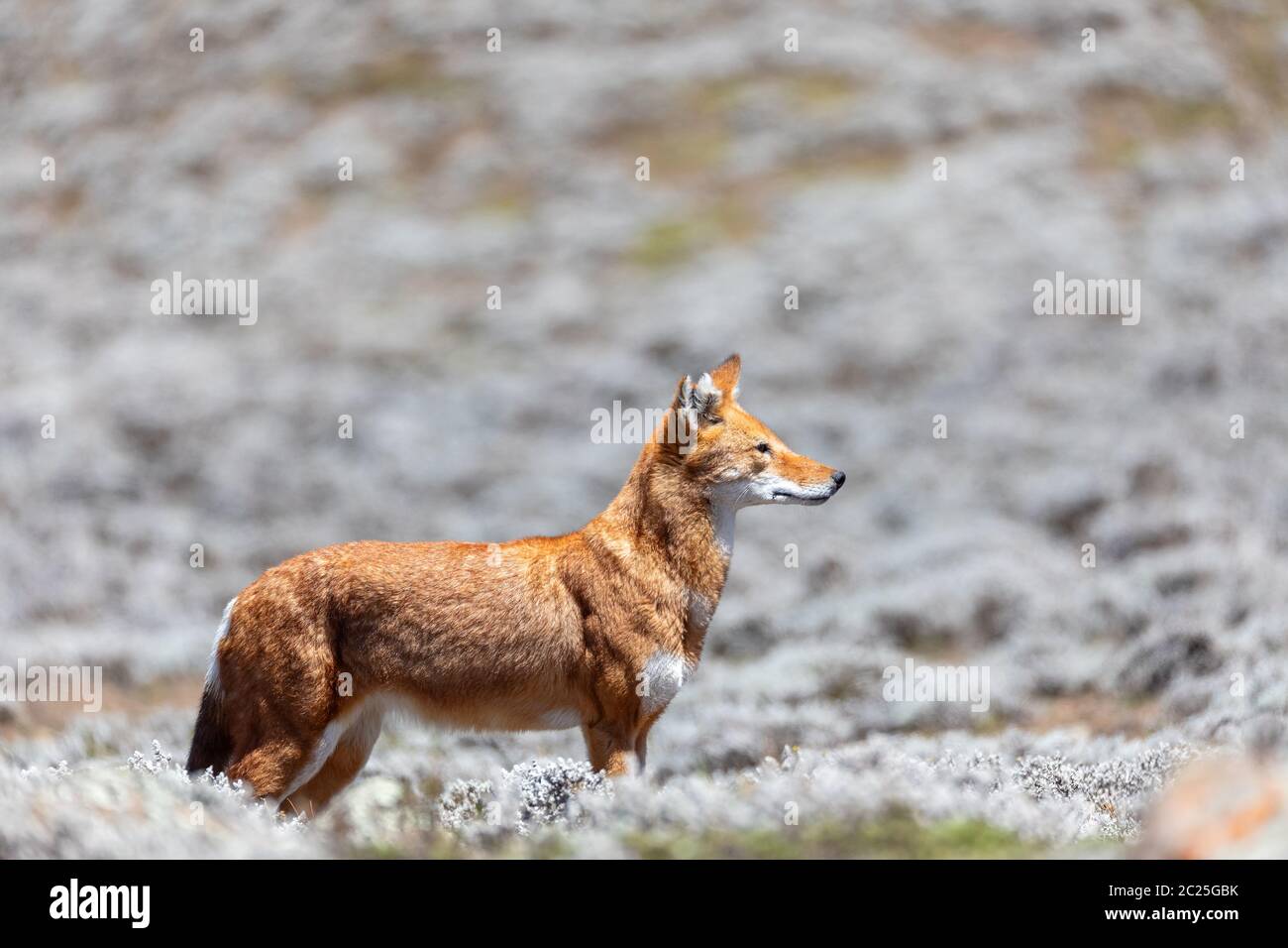 Rare and endemic ethiopian wolf, Canis simensis, hunts in nature ...