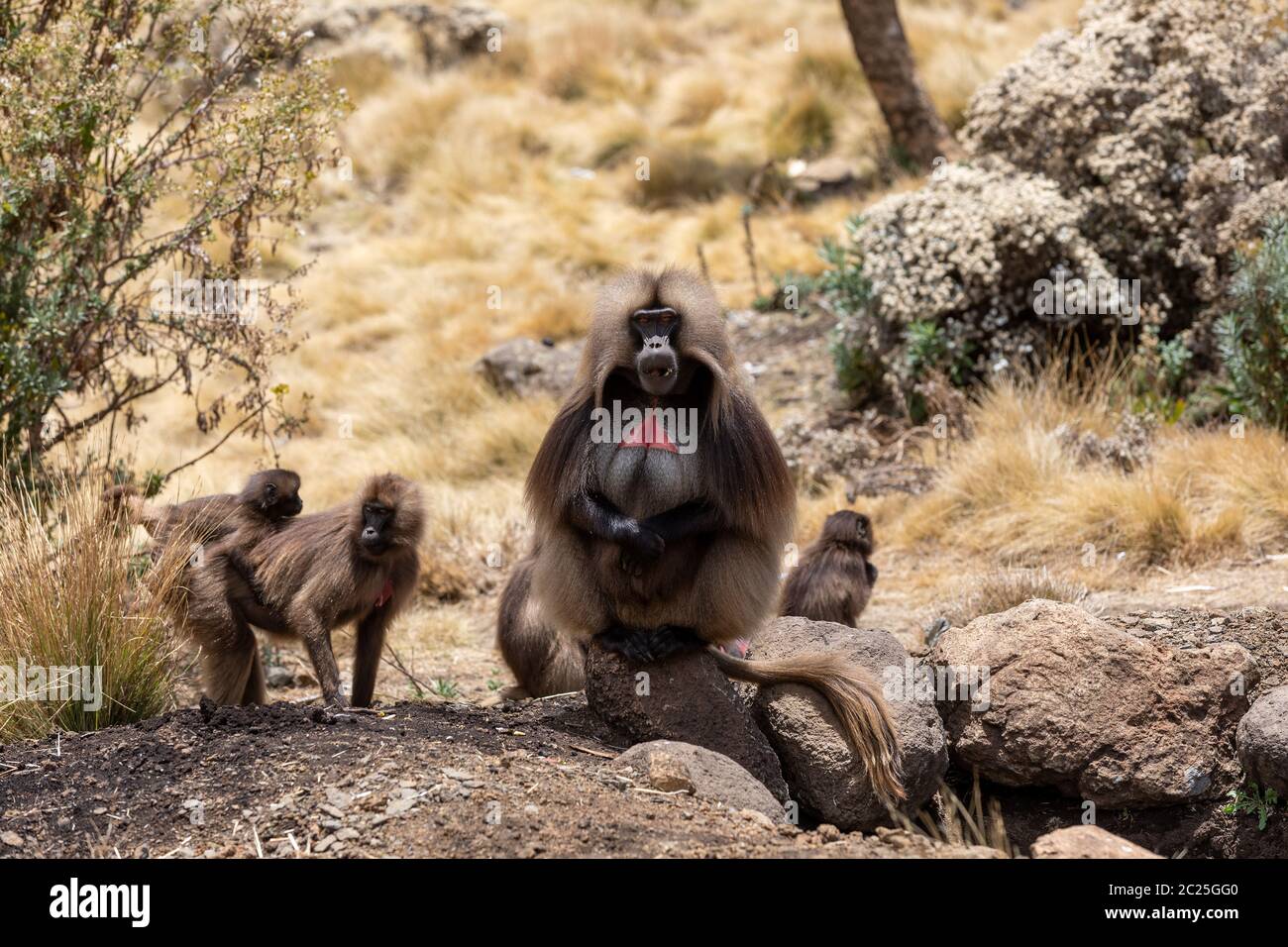 family group of endemic animal Gelada monkey on rock, with mountain ...