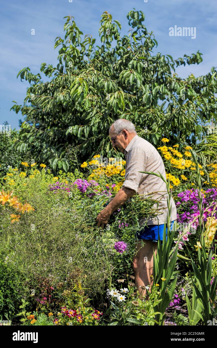 Pensioner at garden work Stock Photo - Alamy