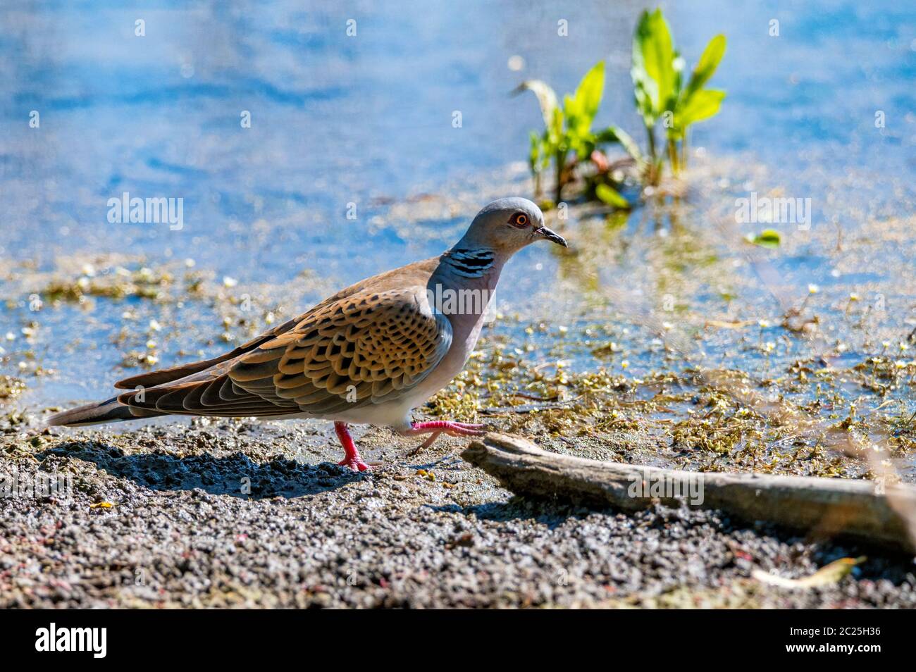 Close-up of European Turtle Dove or Streptopelia turtur on the ground ...