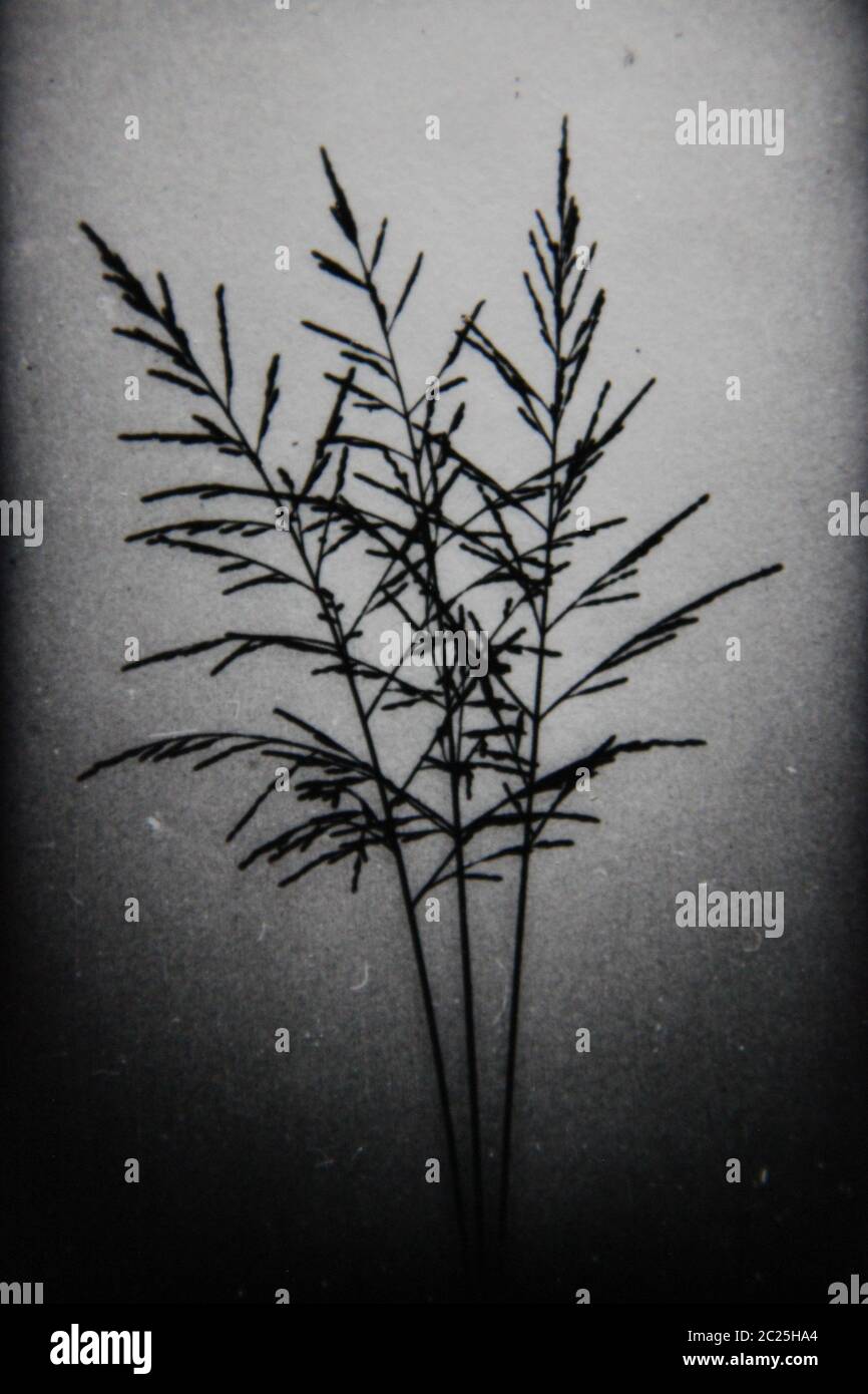 Fine 70s vintage black and white extreme photography of wild fescue ...