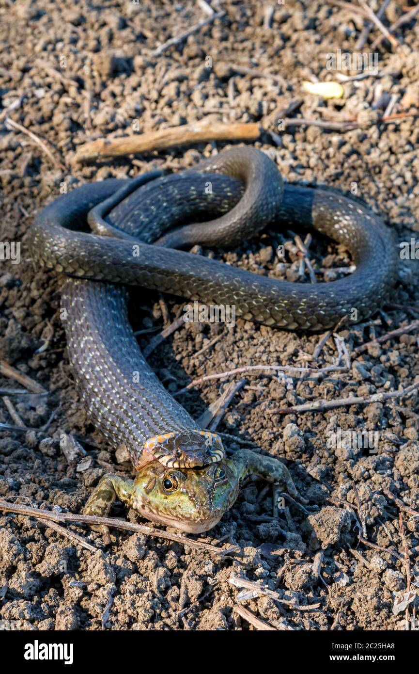 Grass snake or Natrix natrix is eating its prey Stock Photo - Alamy