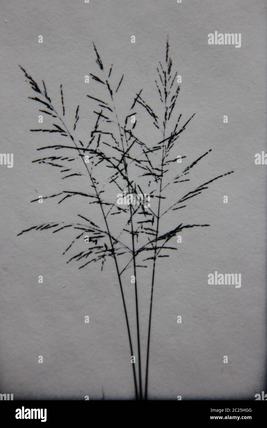 Fine 70s vintage black and white extreme photography of wild fescue ...