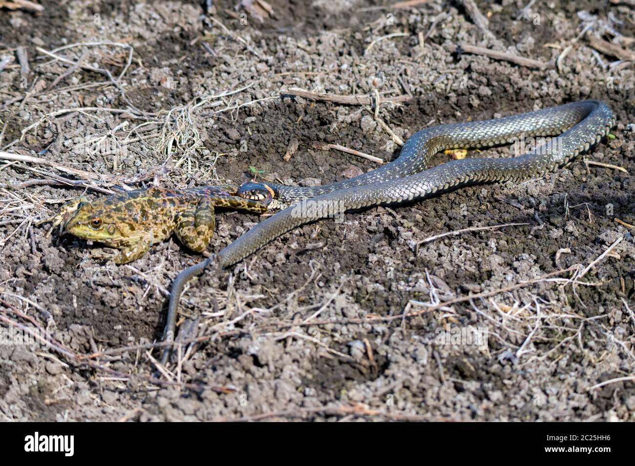 Grass snake or Natrix natrix is eating its prey Stock Photo - Alamy