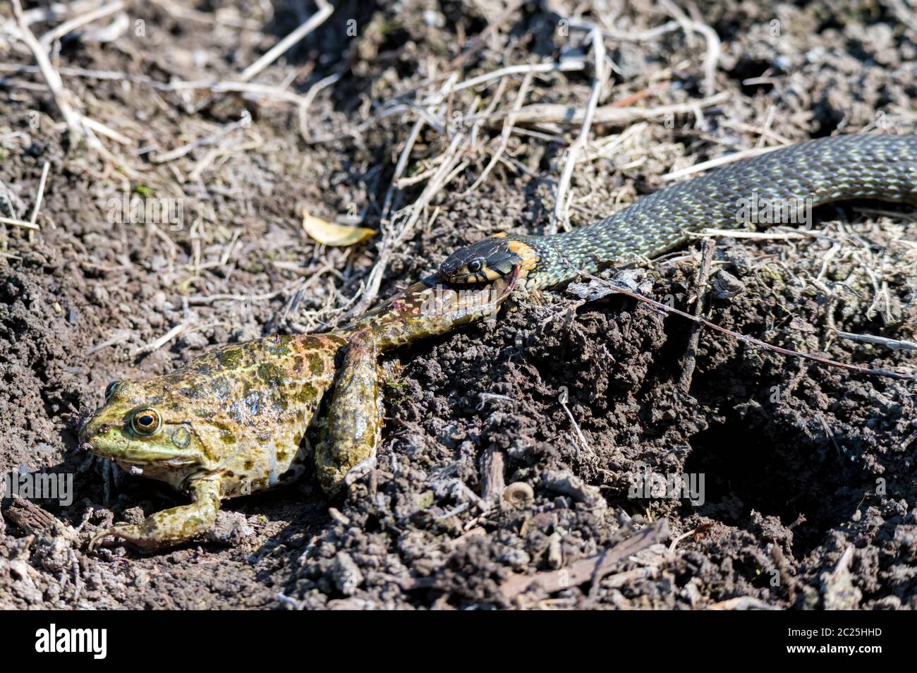 Grass snake or Natrix natrix is eating its prey Stock Photo - Alamy