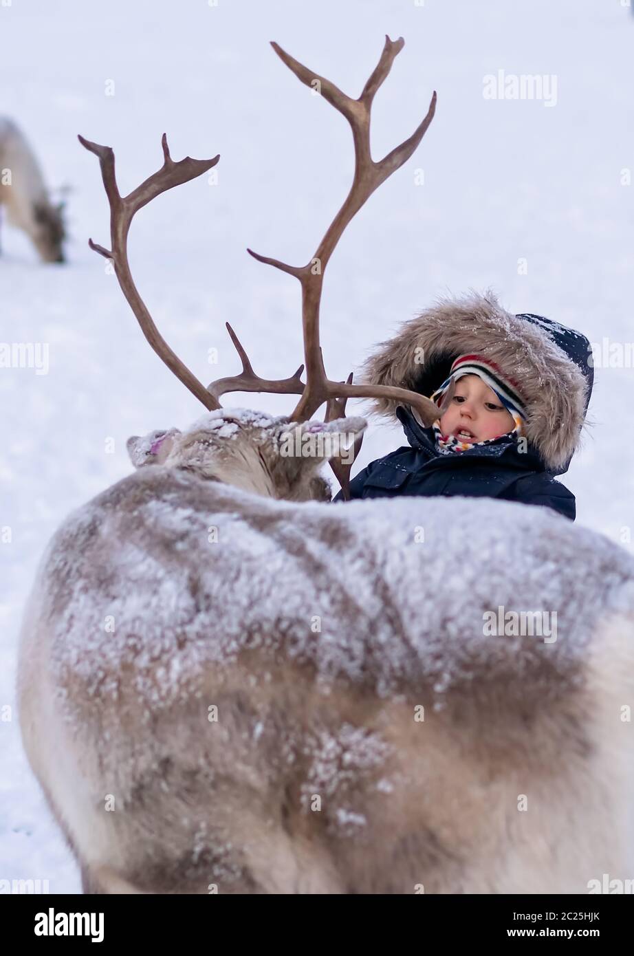 Little boy feeding reindeer in the winter Stock Photo - Alamy