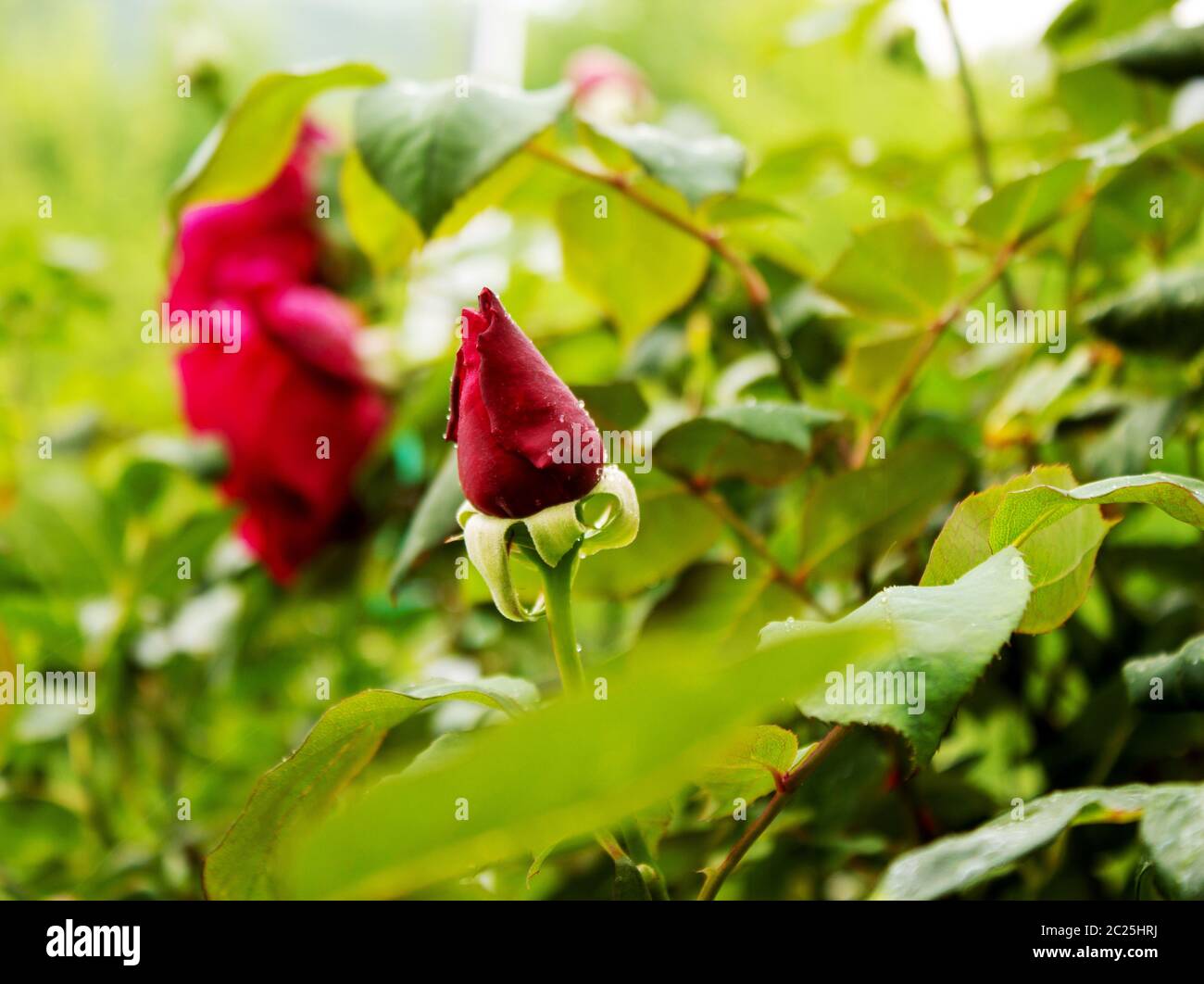 Close-up of a red rose bud with drops of water on the petals Stock ...