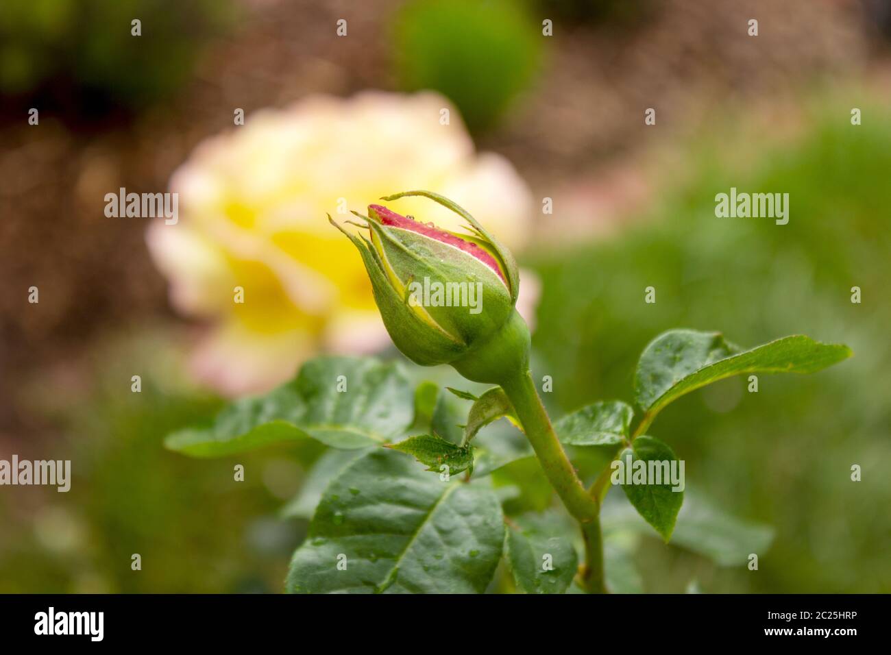 Close-up of a red yellow rose bud on a summer day Stock Photo - Alamy