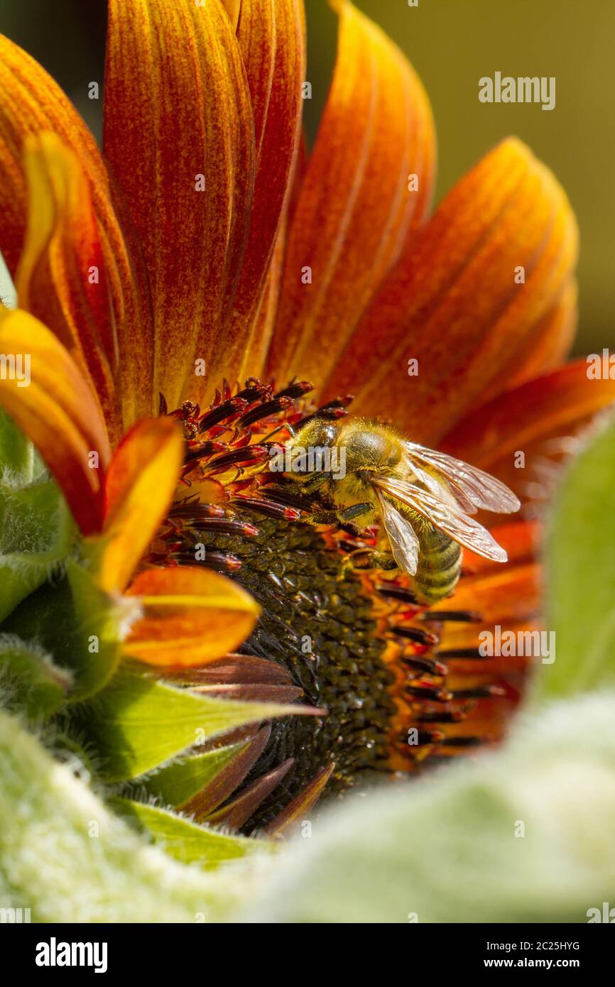Collecting sunflowers hi-res stock photography and images - Alamy