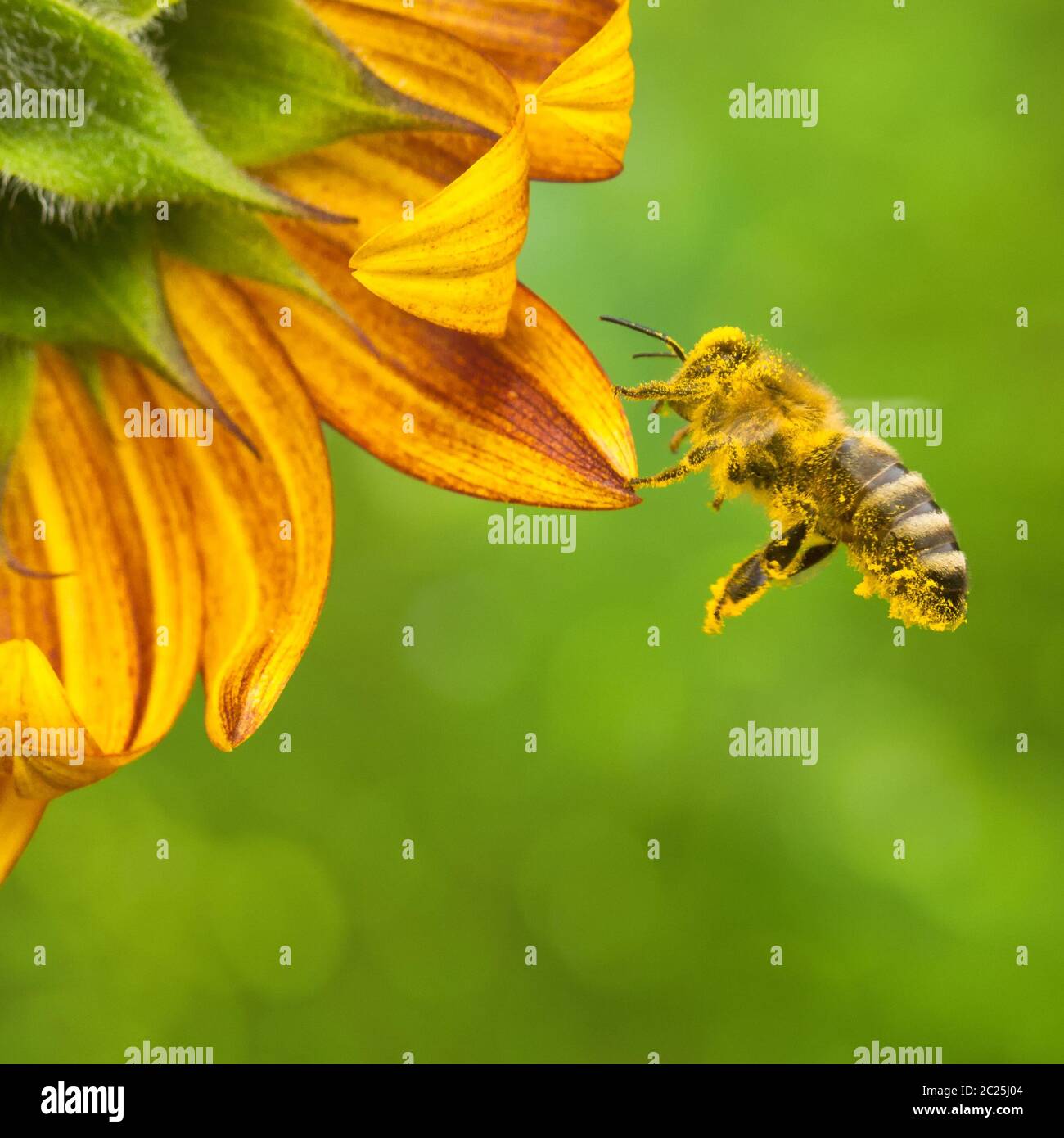 Honeybee collecting nectar from sunflower hi-res stock photography and ...