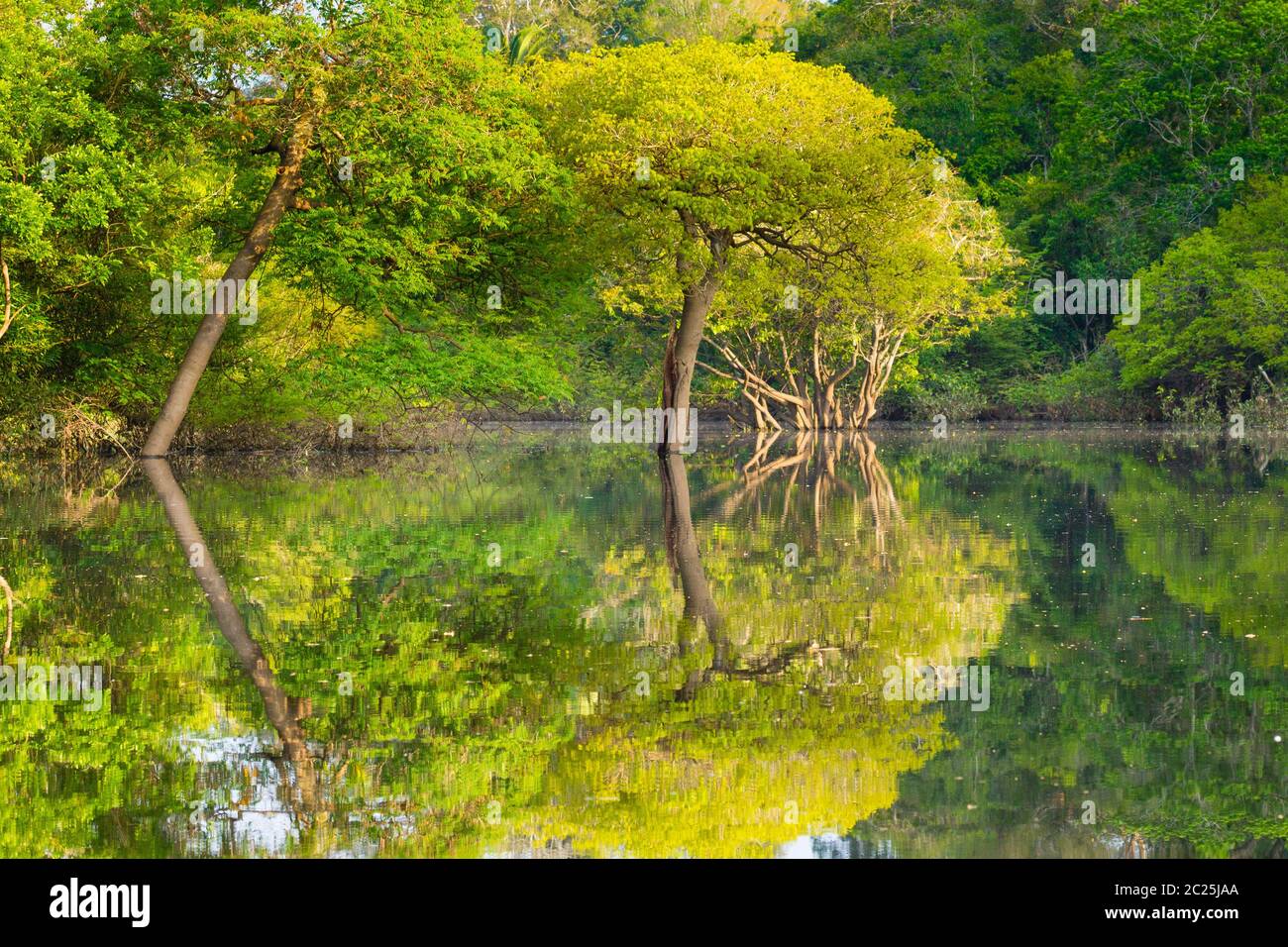 Panorama from Amazon rainforest, Brazilian wetland region. Navigable ...