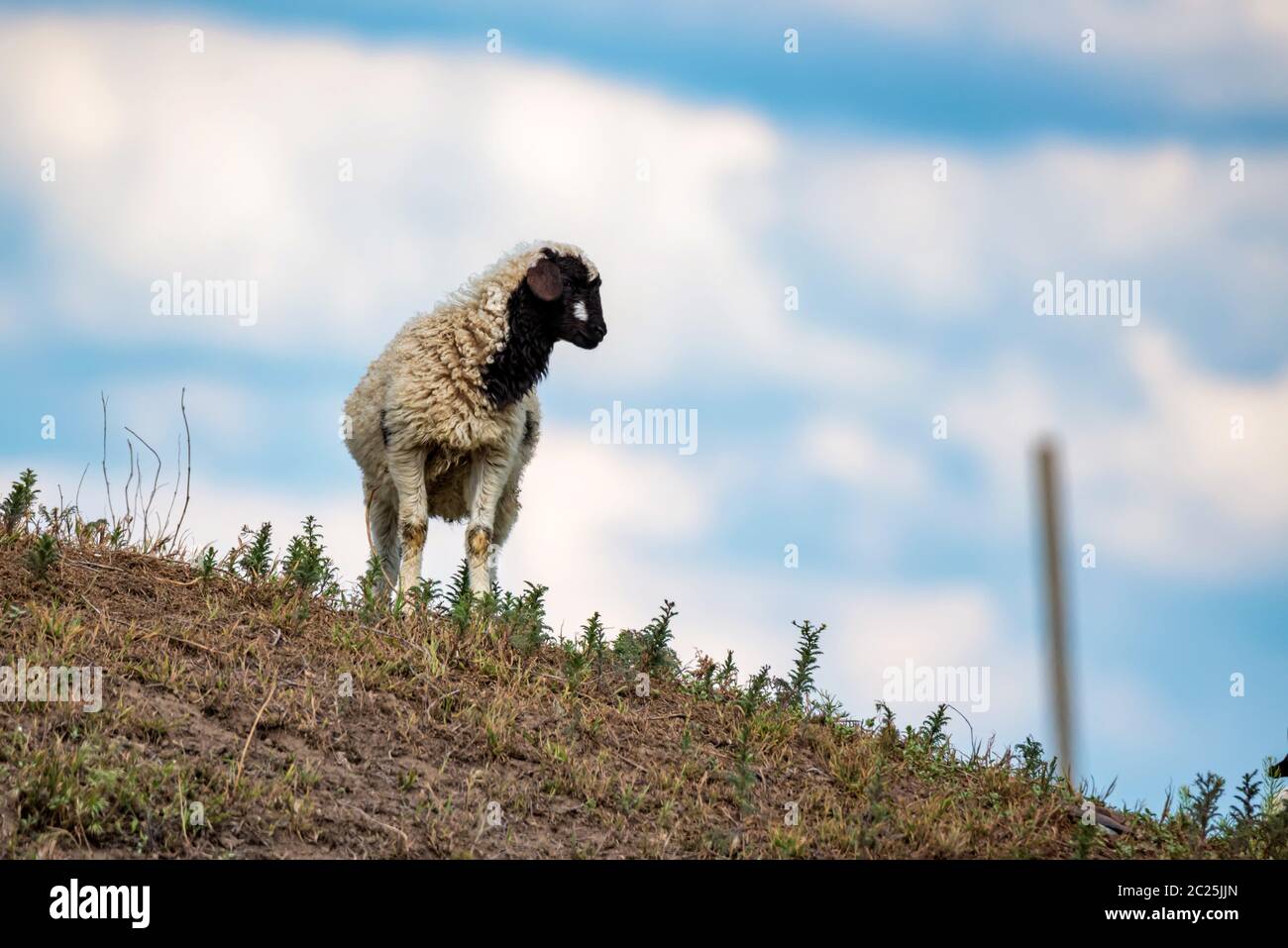 Close up cute young lamb walking on ground Stock Photo - Alamy