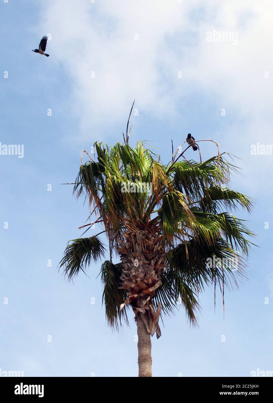 Flying crows hi-res stock photography and images - Alamy