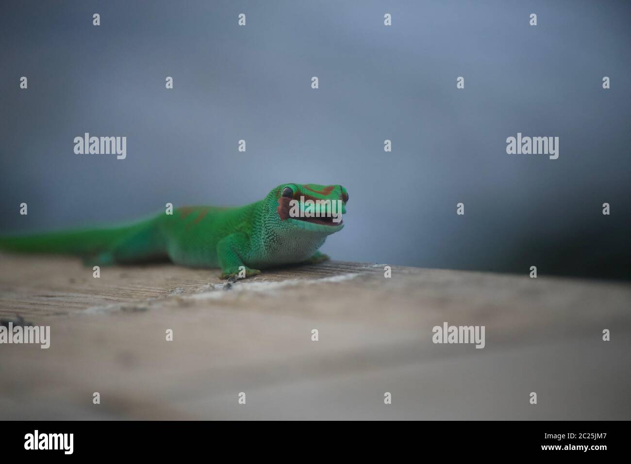 Hungry animal hi-res stock photography and images - Alamy