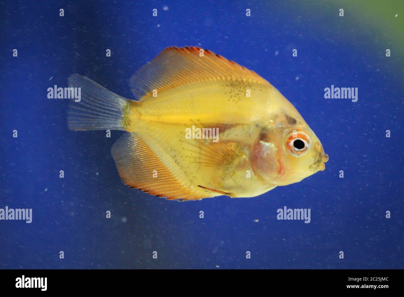 close up of a baby discus fish Stock Photo - Alamy