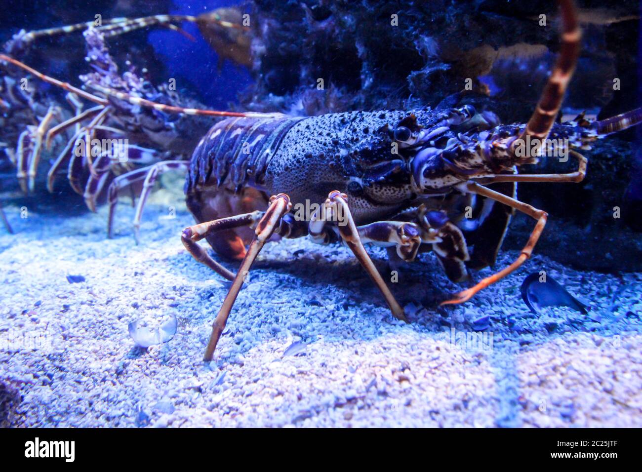 Lobster fish hi-res stock photography and images - Alamy