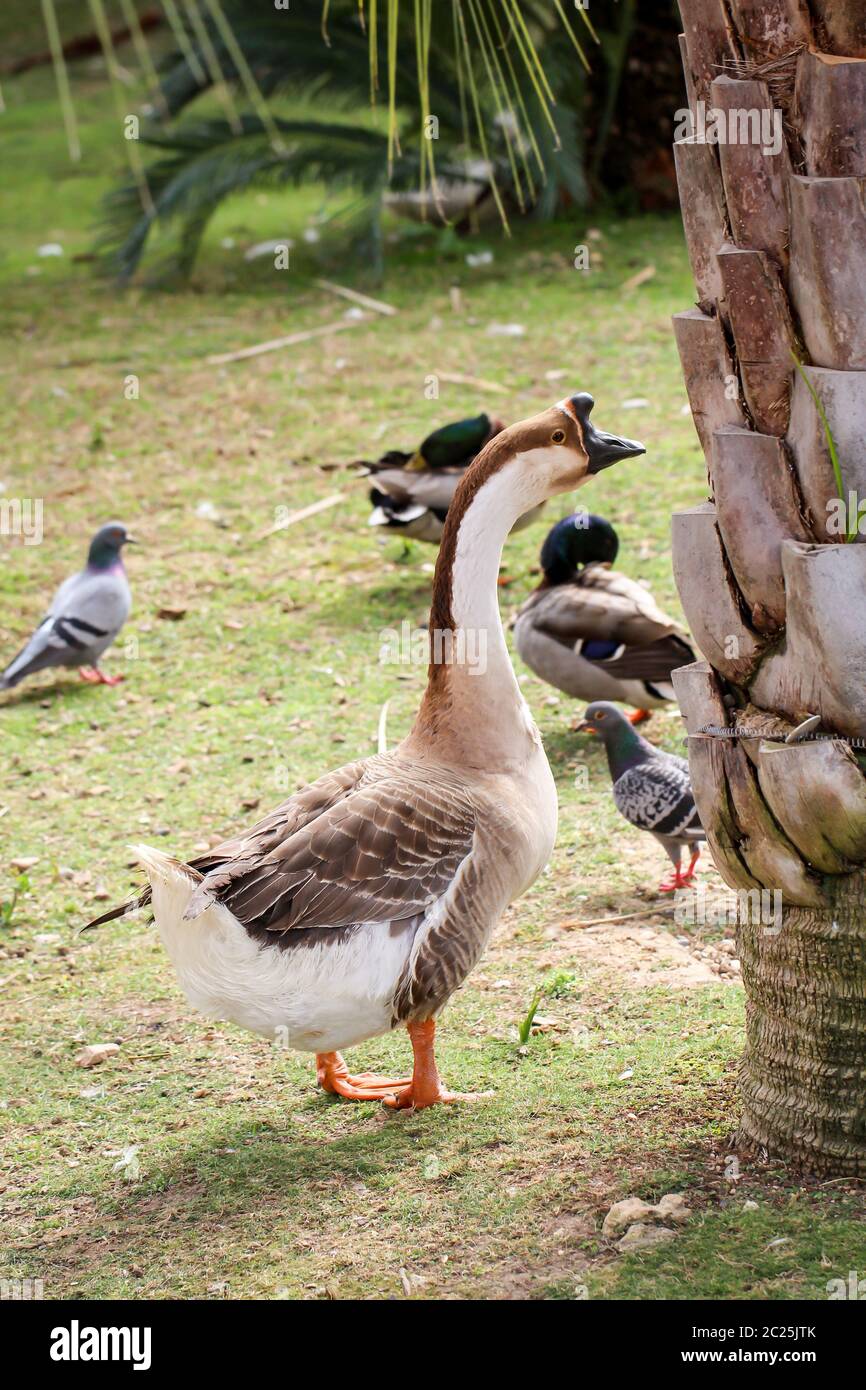 Beak hump hi-res stock photography and images - Alamy
