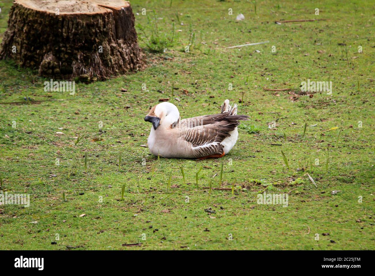 Beak hump hi-res stock photography and images - Alamy