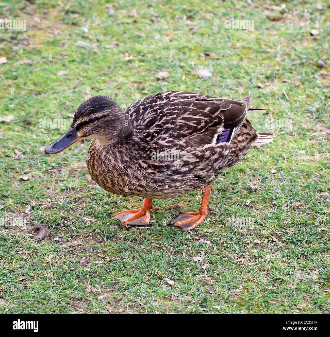 details of a duck Stock Photo - Alamy