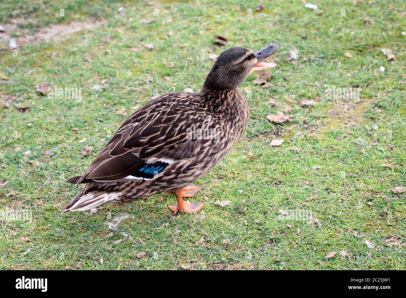 details of a duck Stock Photo - Alamy
