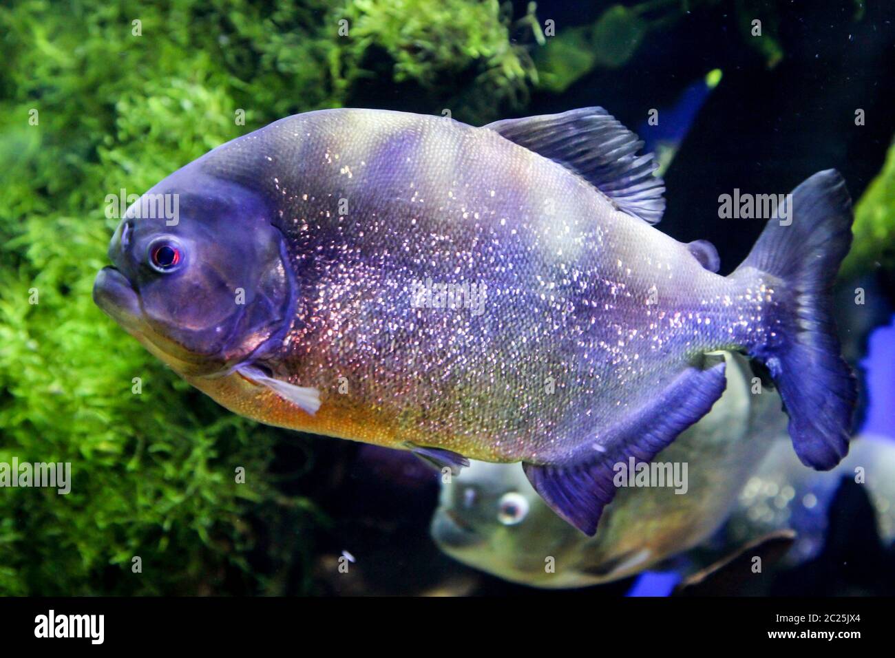 Piranha fish underwater close hi-res stock photography and images - Alamy