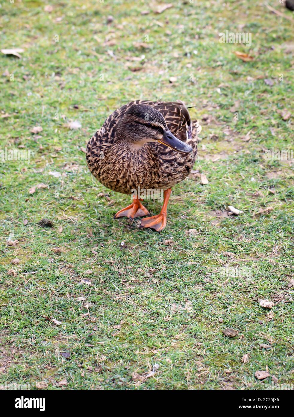 details of a duck Stock Photo - Alamy