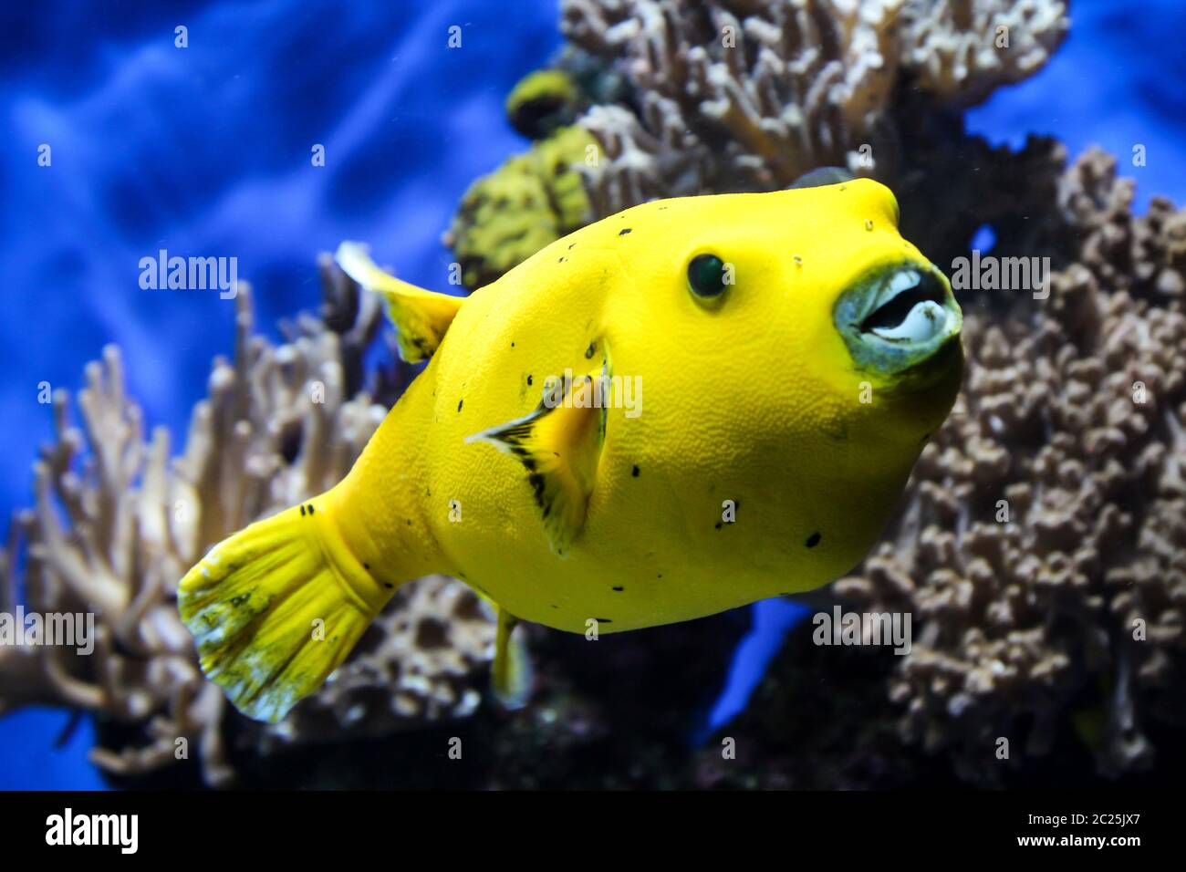 Gold yellow coral hi-res stock photography and images - Alamy