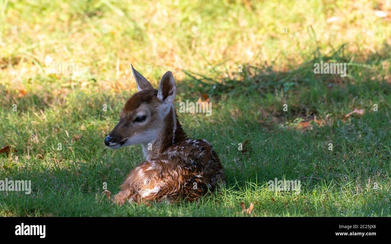 Side Profile View of Fawn on Wet Green Grass Stock Photo - Alamy