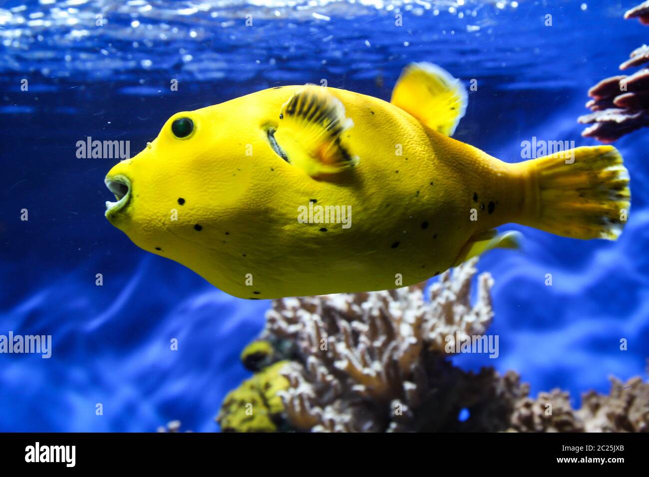 Orange pufferfish hi-res stock photography and images - Alamy