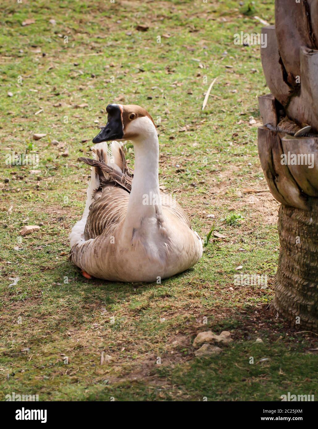 Beak hump hi-res stock photography and images - Alamy