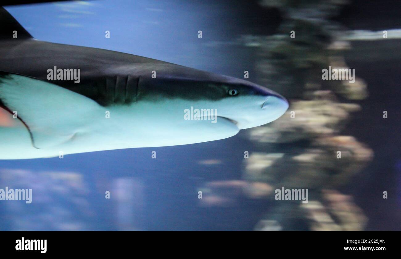 detail of a shark Stock Photo - Alamy