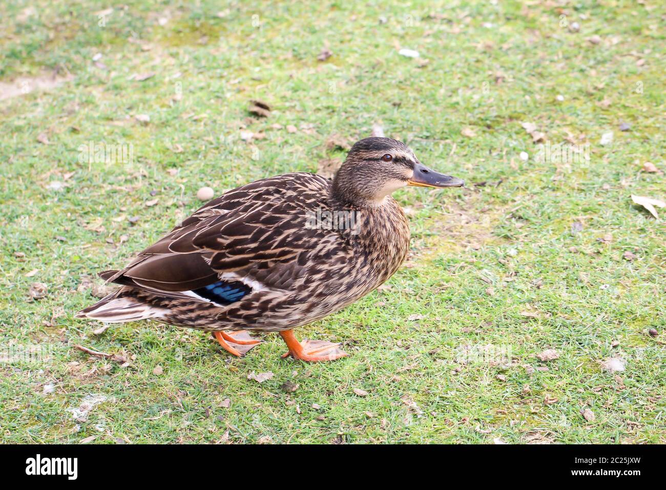 details of a duck Stock Photo - Alamy