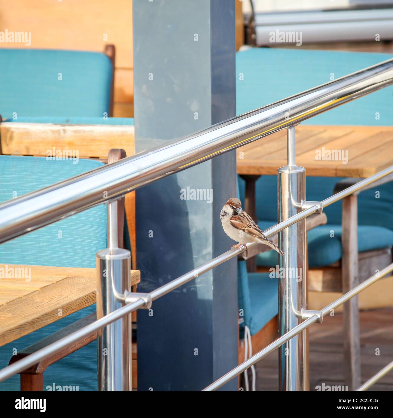 Green sparrow hi-res stock photography and images - Alamy