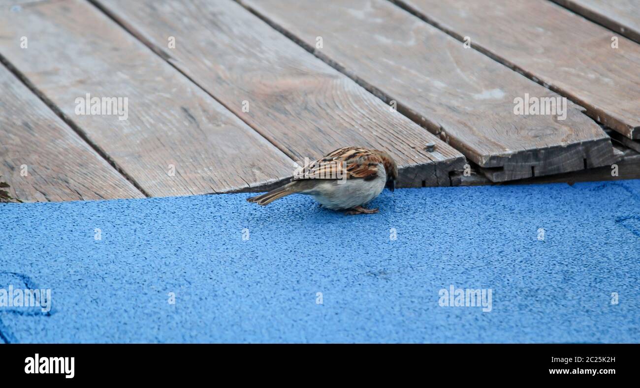 Sparrow wing hi-res stock photography and images - Alamy