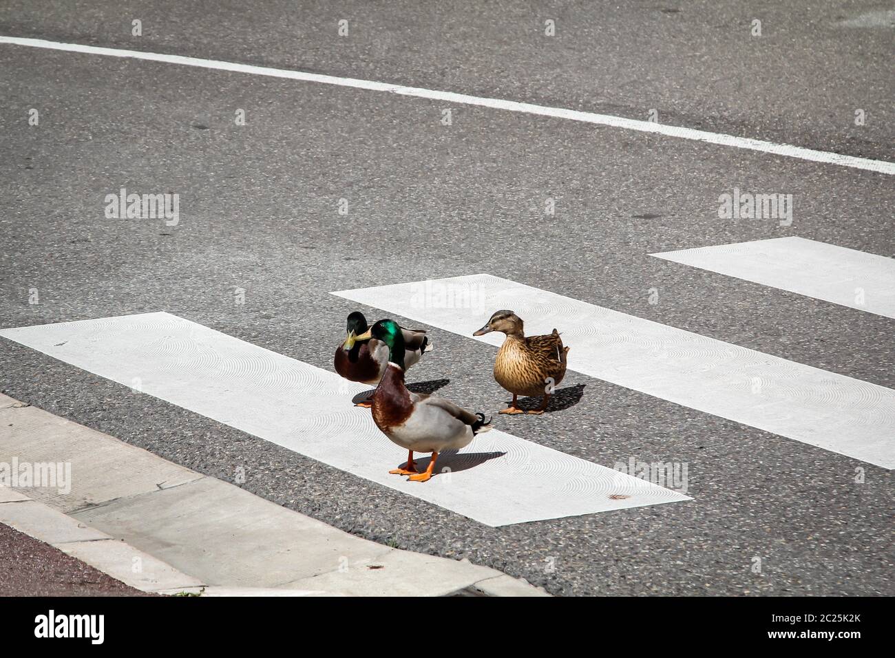 ducks in single file Stock Photo - Alamy