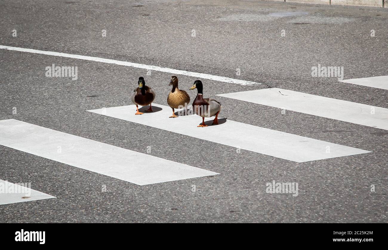 ducks in single file Stock Photo - Alamy