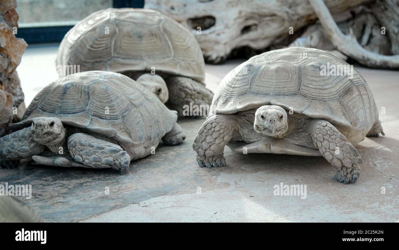 close up, details of turtle, turtles Stock Photo - Alamy
