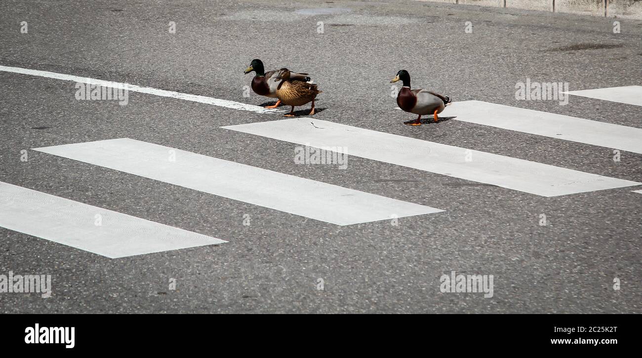 ducks in single file Stock Photo - Alamy
