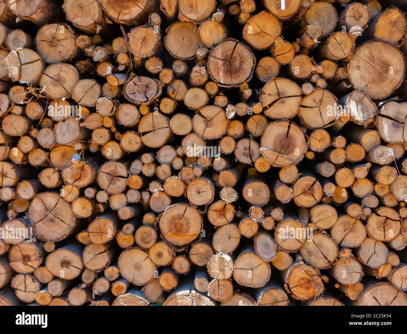 Eucalyptus fire wood trunk piled up texture - pattern Stock Photo - Alamy