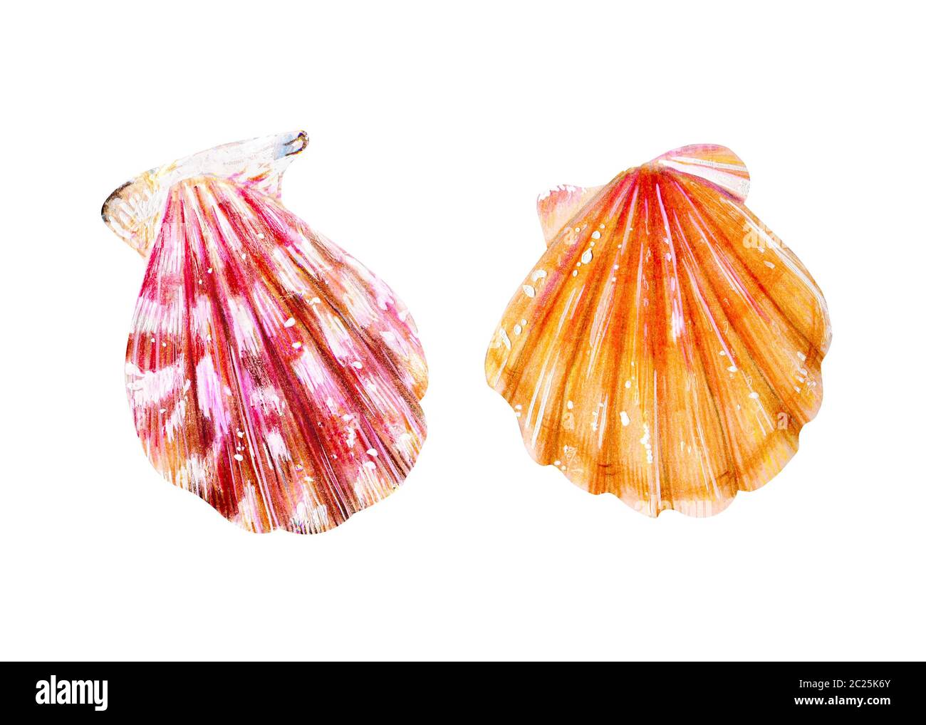 Set of two isolated sea scallops. Pink mother-of-pearl and yellow clam ...