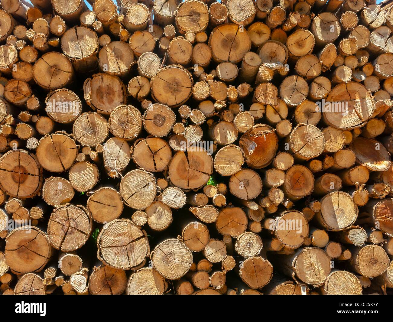 Eucalyptus fire wood trunk piled up texture - pattern Stock Photo - Alamy