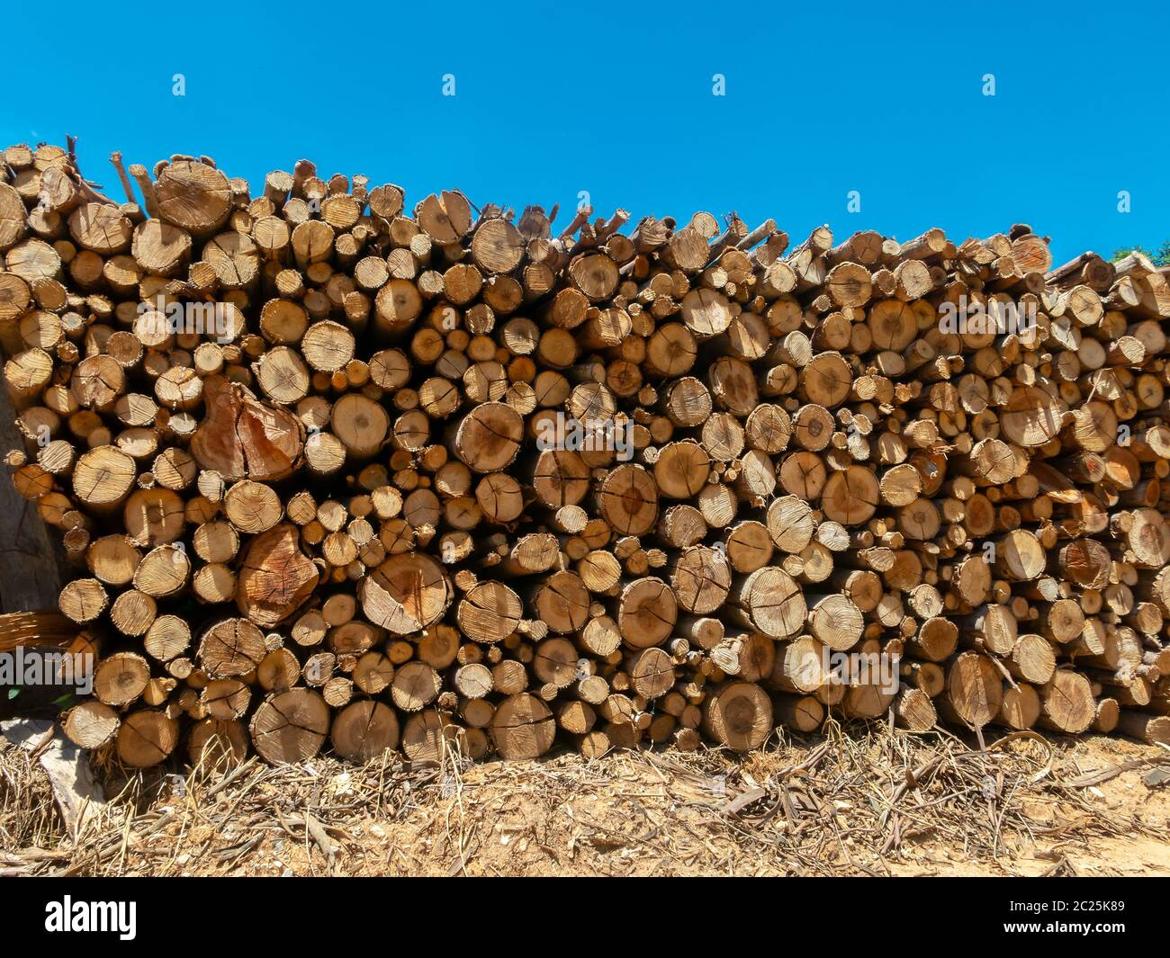 Eucalyptus fire wood trunk piled up texture - pattern Stock Photo - Alamy