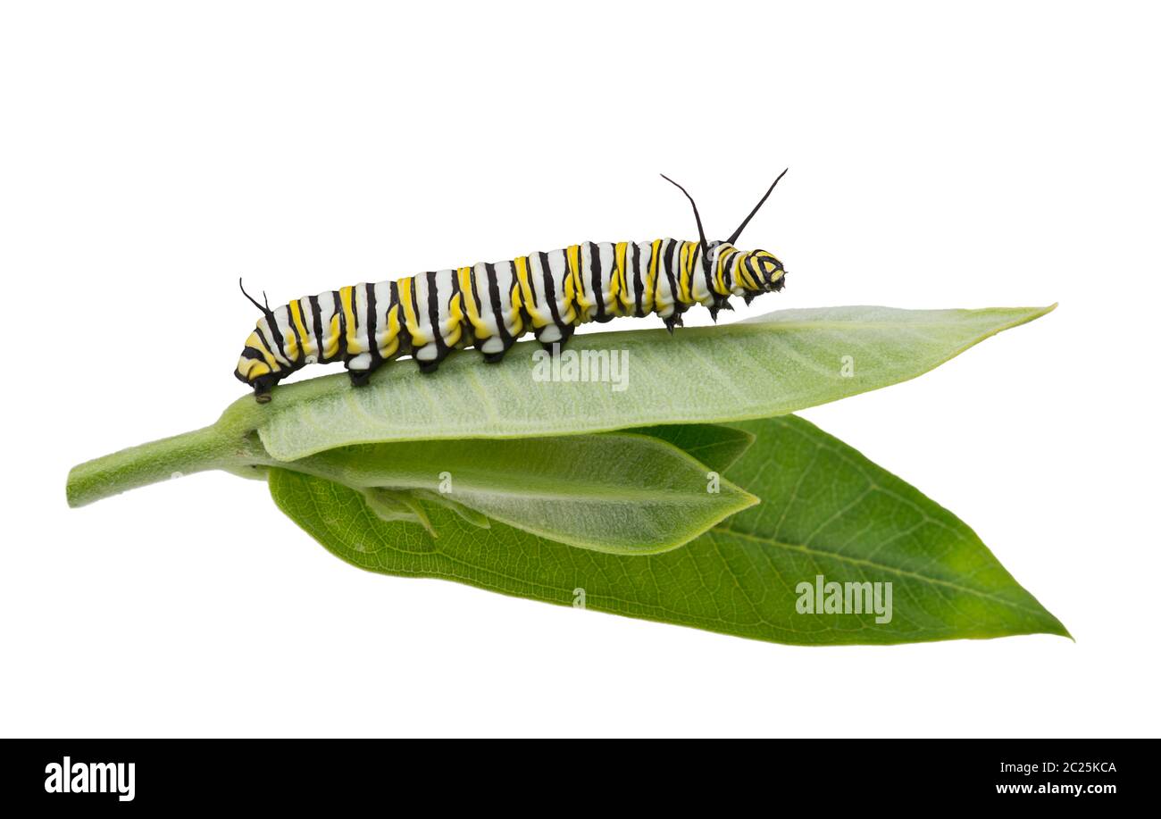 Monarch Caterpillar on milkweed leaf isolated on white background Stock ...