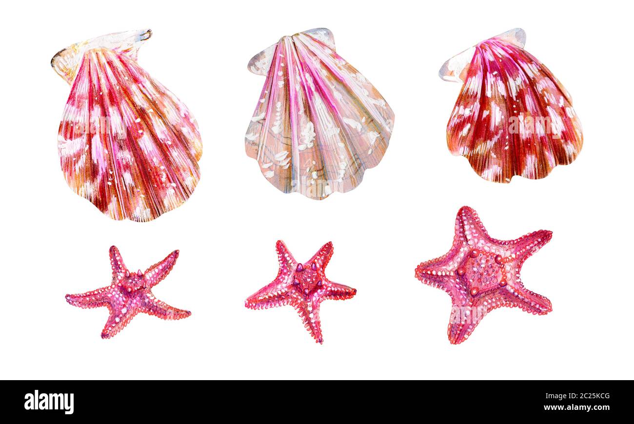 Set of sea shells of scallops and sea stars. Pink and mother of pearl ...